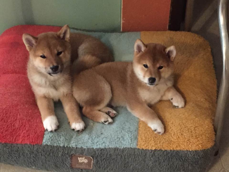 Adding a Shiba to Your Life | Piper's Creek Shibas